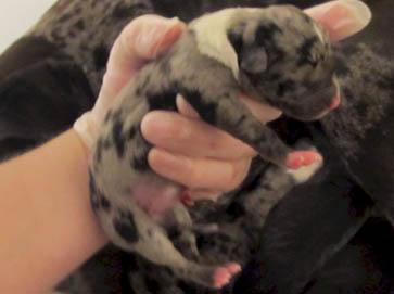 American PitBull Registry - Merle PitBull Puppy Pictures