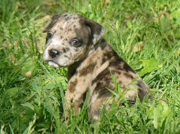 American PitBull Registry - Merle PitBull Puppy Pictures