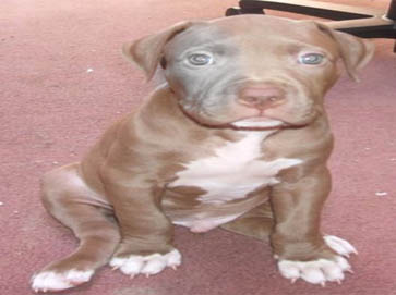 American PitBull Registry - Red PitBull Puppy Pictures